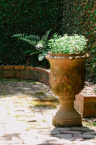 Fern Care: How to Keep Ferns Healthy and Green - Stacy Lyn Harris