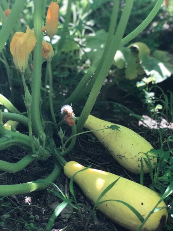 Growing Summer Squash: Problems and Solutions - Stacy Lyn Harris