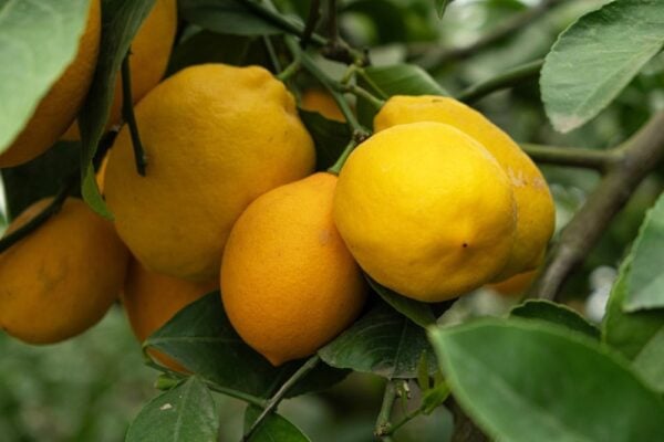 Preserved Lemons - How to Make and Use Them - Stacy Lyn Harris
